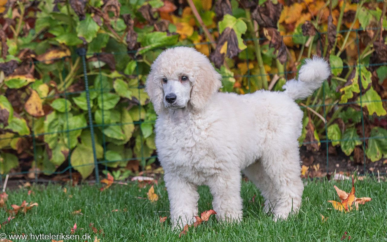 Zander, Stor Pudel fra kennel BlissedOut, Født 2022